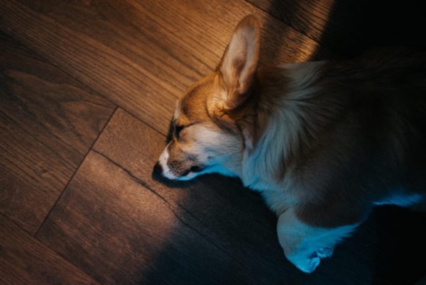 Guide to Flooring with Dogs, Cats and other Pets - Floor Venue
