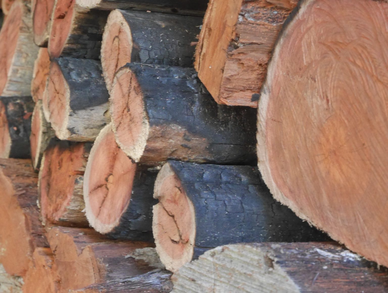 Looking at Jarrah Timber Flooring? [Updated 2025 Guide] | FloorVenue